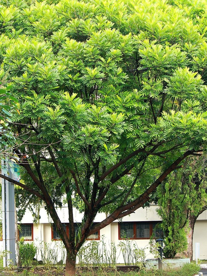 Pohon Kerai Payung (Filicium decipiens) - Tanaman Peneduh Alami yang Elegan