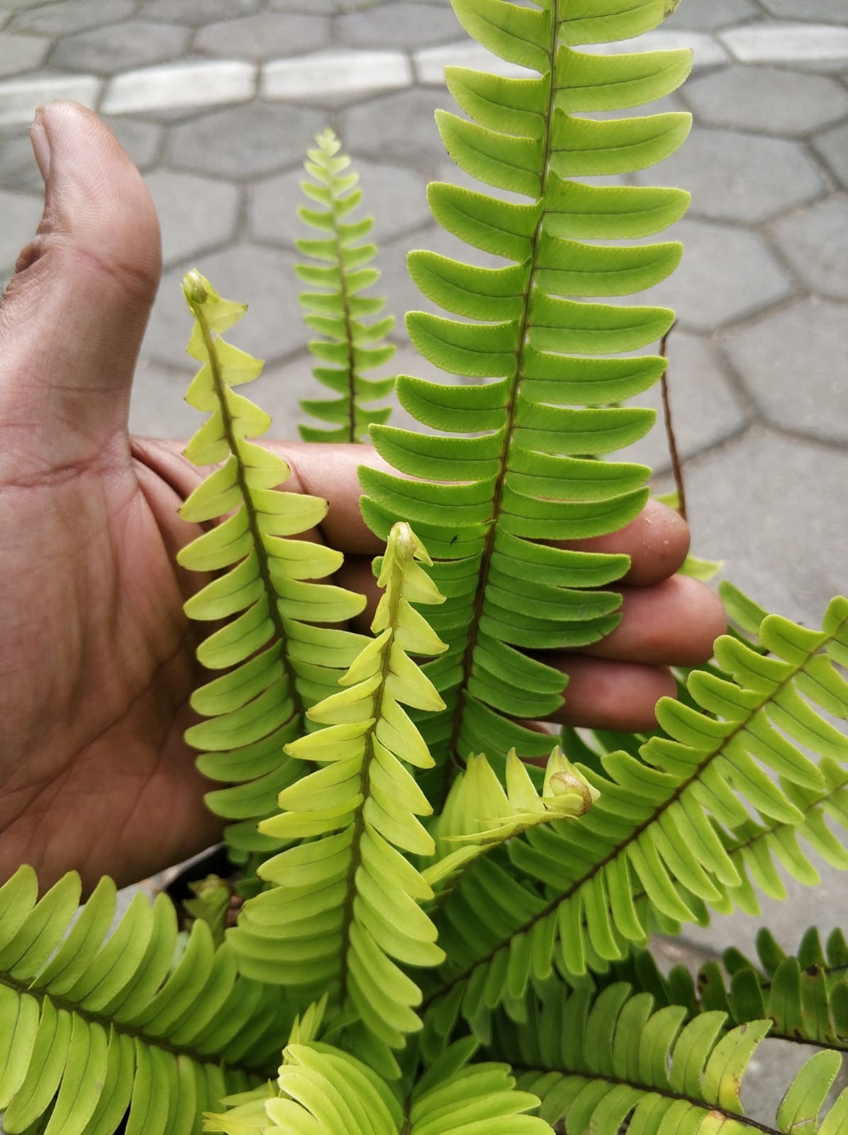 Pakis Boston – Tanaman Gantung Segar & Rimbun untuk Dekorasi Rumah