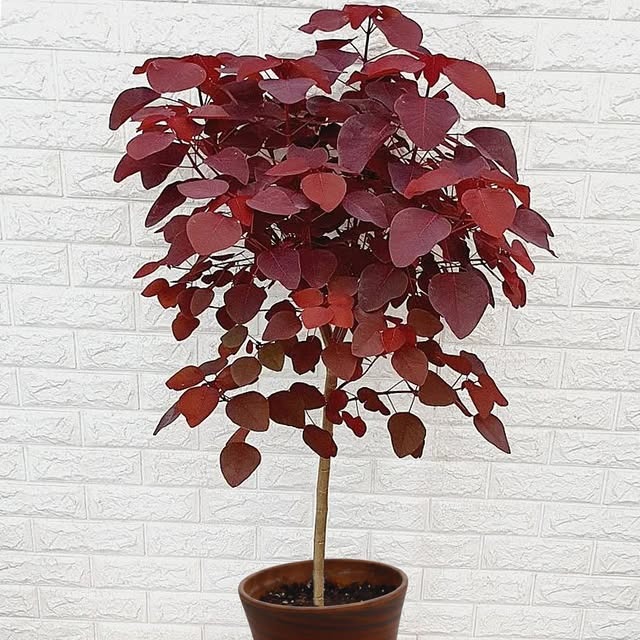 Euphorbia Cotinifolia Red – Tanaman Daun Merah Hias Unik & Menarik