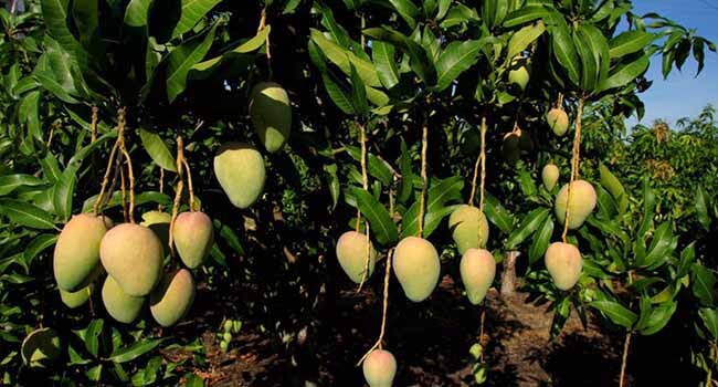 Jenis Bibit Mangga Rekomendasi