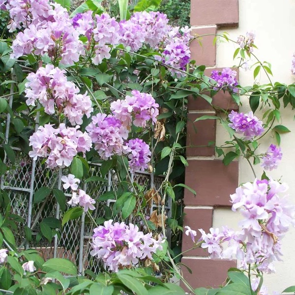 Tanaman Garlic Vine - Bunga Stefanot Ungu