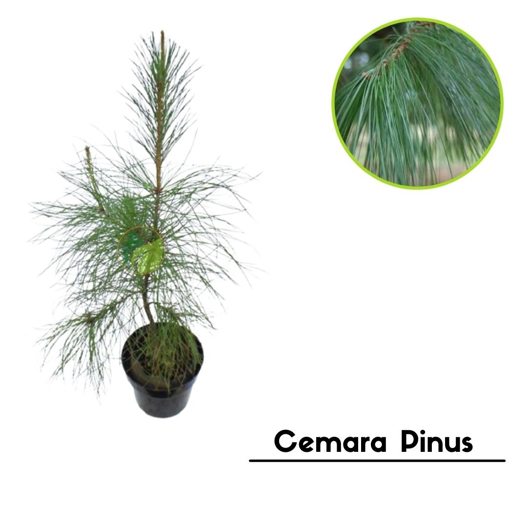 Tanaman Cemara Pinus