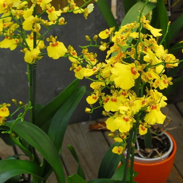 Tanaman Anggrek Oncidium Golden Shower