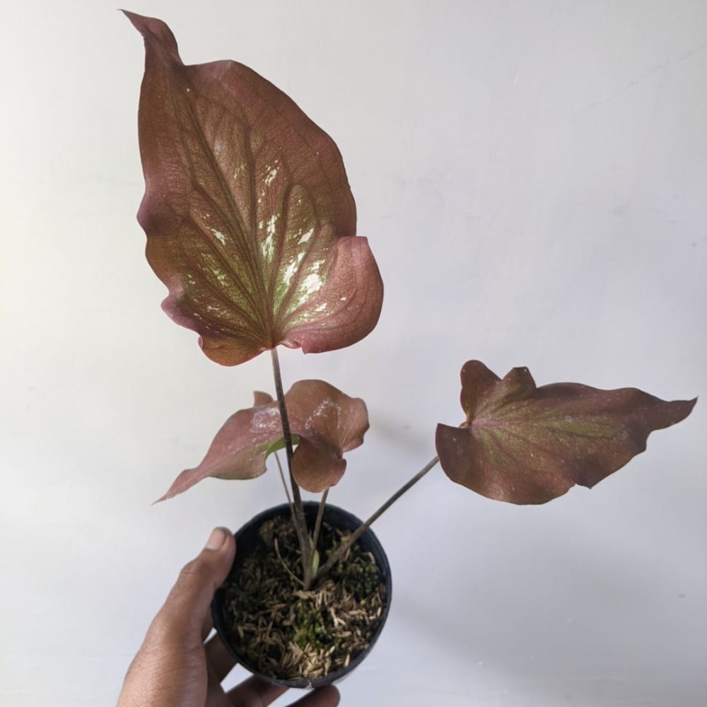 Tanaman Caladium Black Scorpion