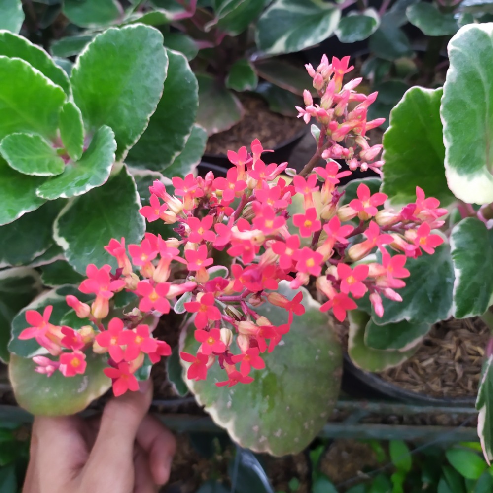 Tanaman Kalanchoe Merah Variegata