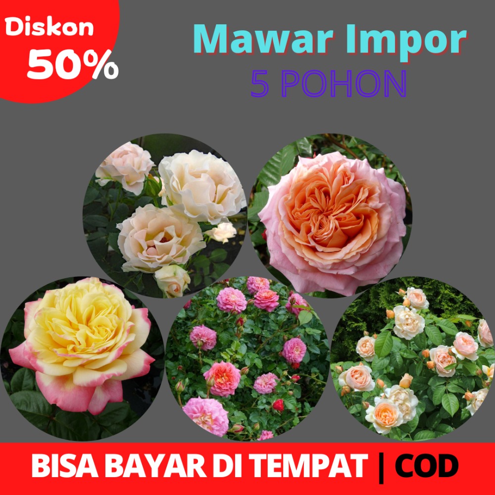 Paket Mawar Impor English Rose (5 Pohon)