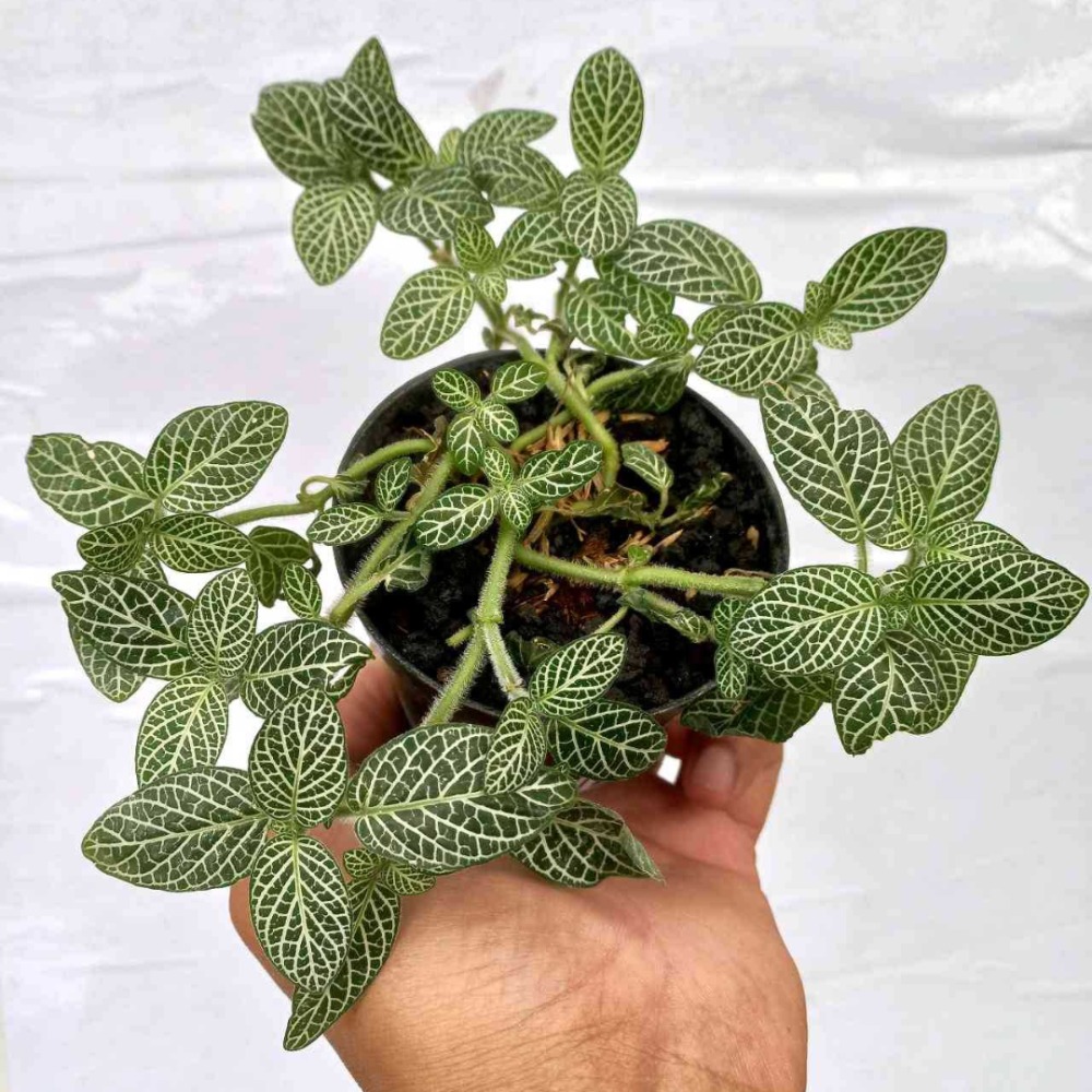Tanaman Fittonia Snow White
