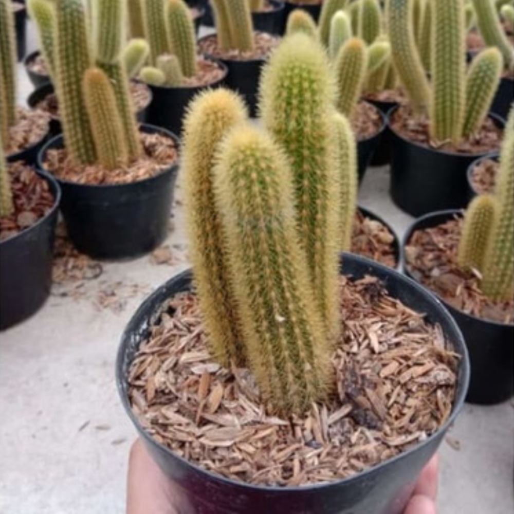 Tanaman Kaktus Ekor Tupai Kuning