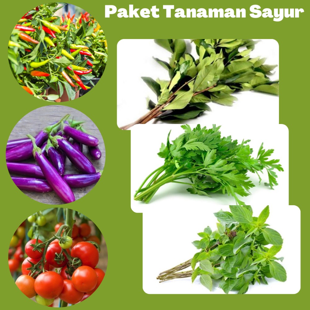 Paket Tanaman Sayur 6pcs