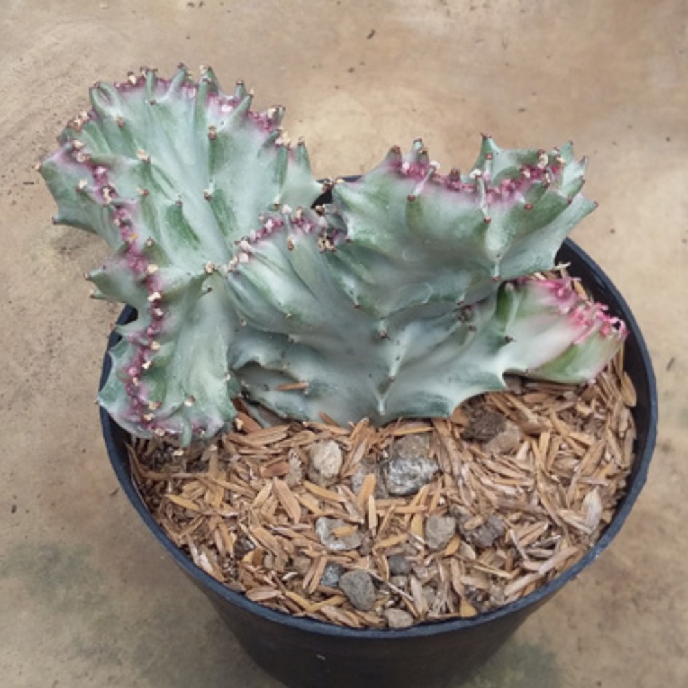 Tanaman Euphorbia Lactea Cristata Variegata