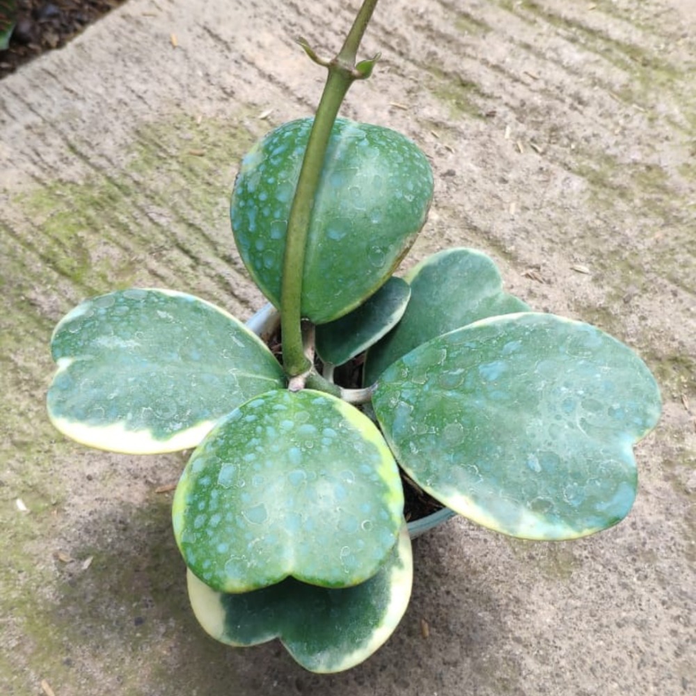 Tanaman Love Hoya Variegata