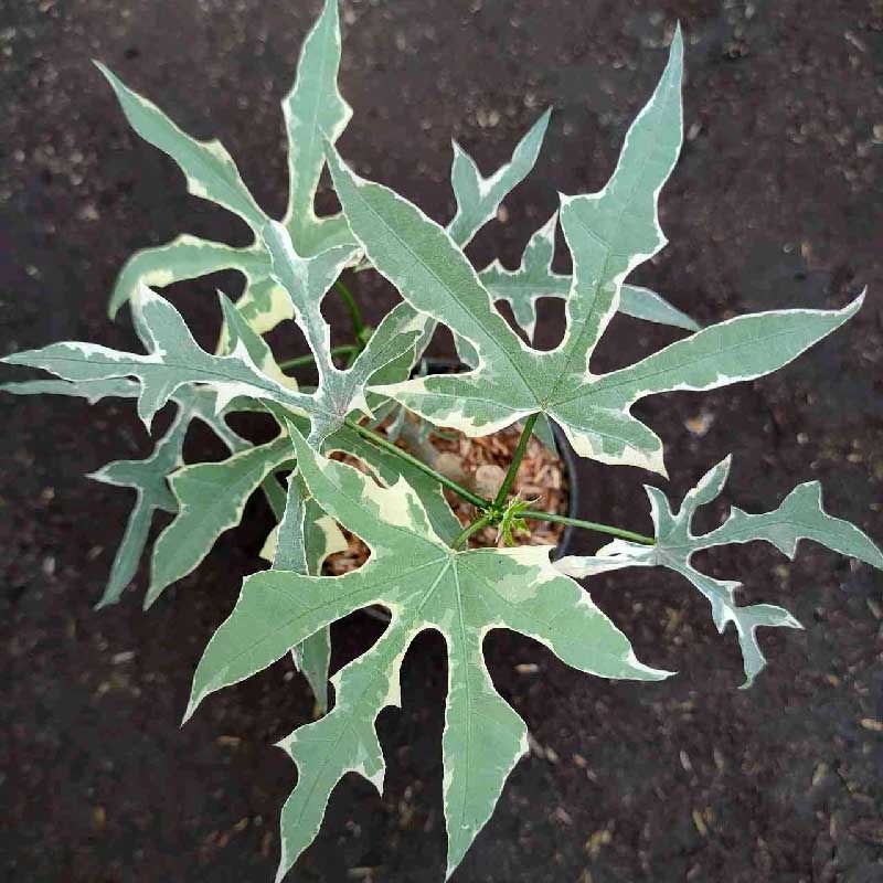 Tanaman Pepaya Jepang Variegata / Cnidoscolus Aconitifolius