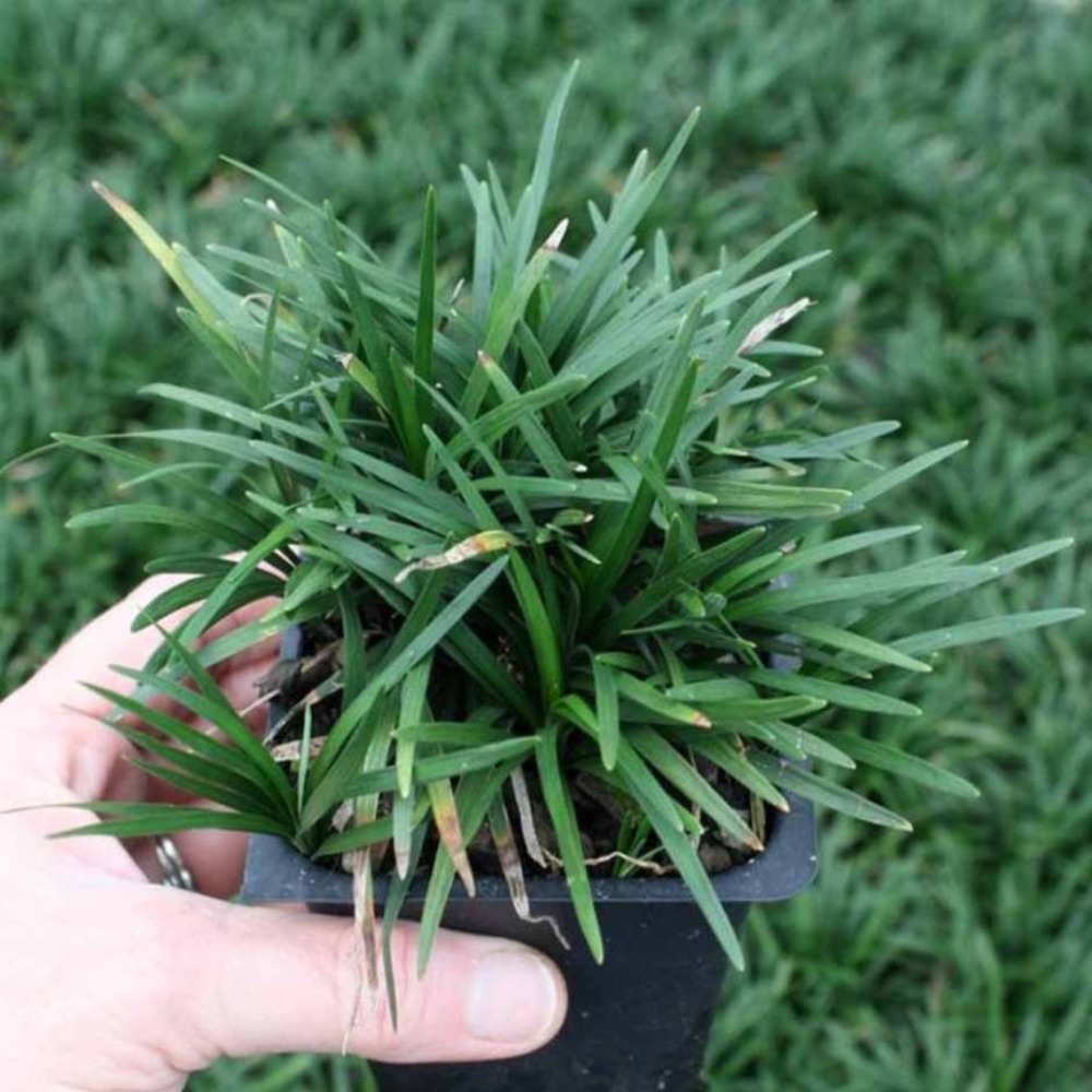 Tanaman Rumput Kucai Mini