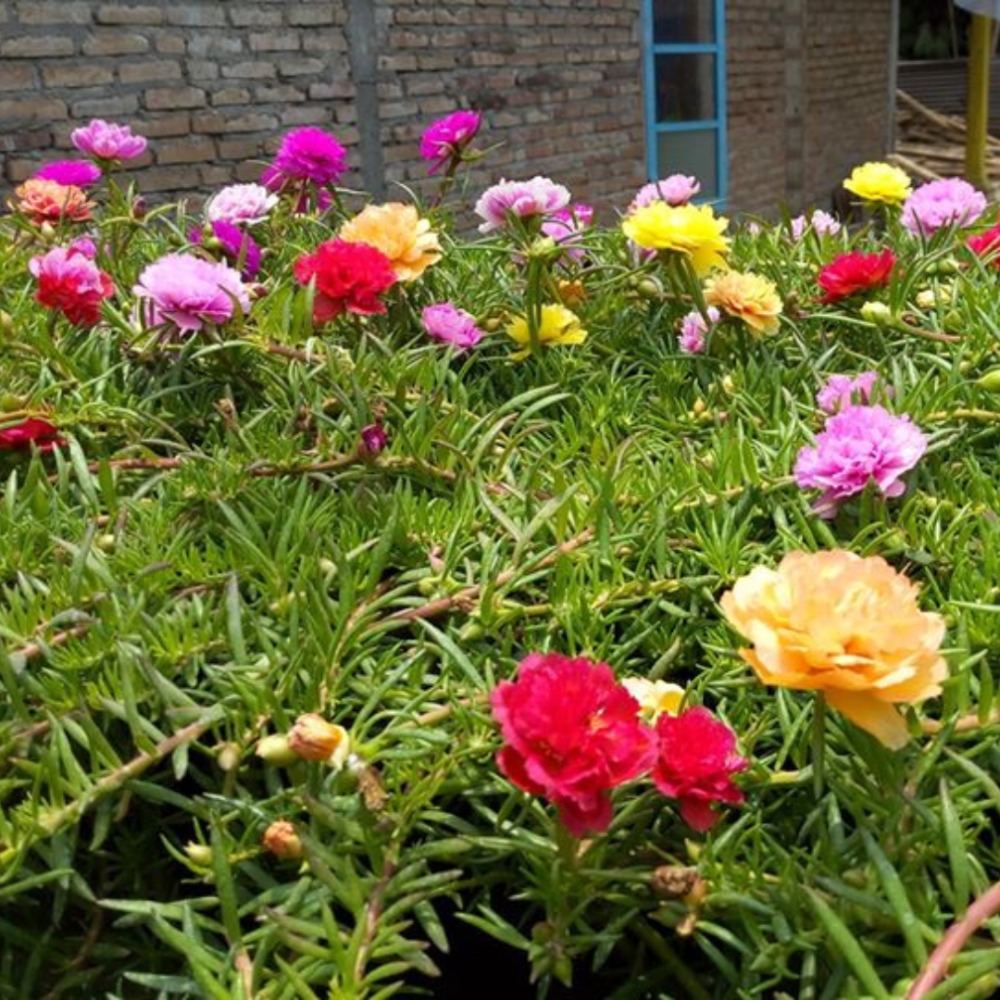 Tanaman Bunga Krokot Mix (Portulaca)