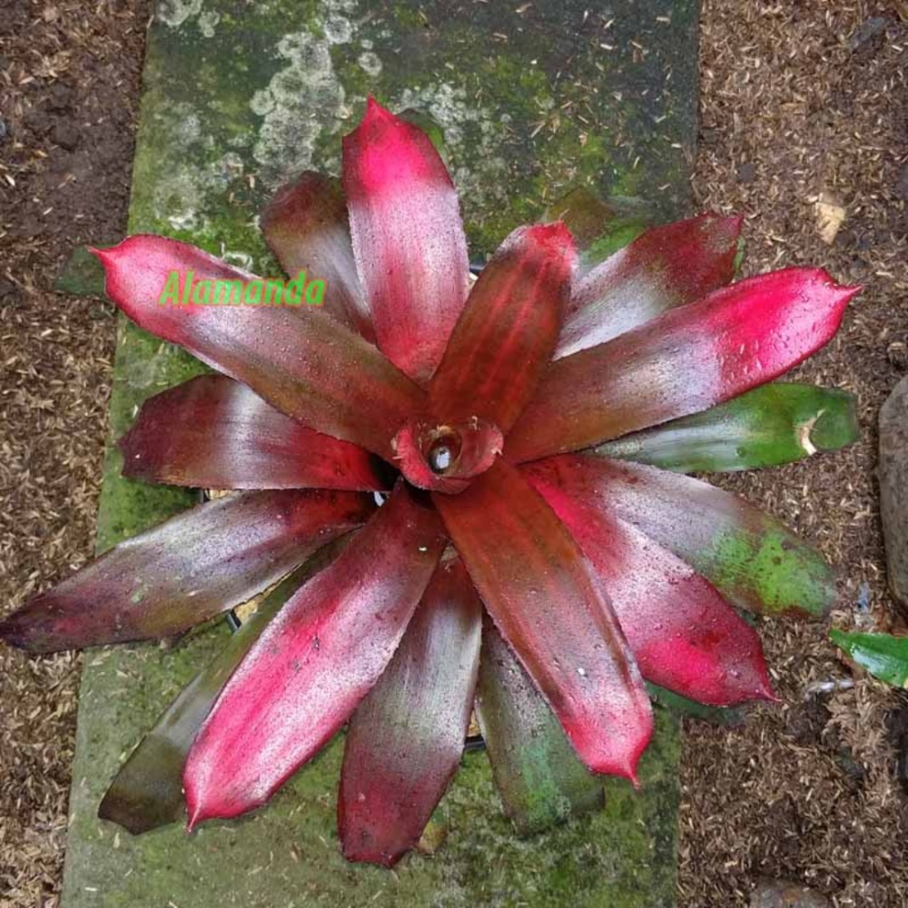 Tanaman Bromelia Red Grass